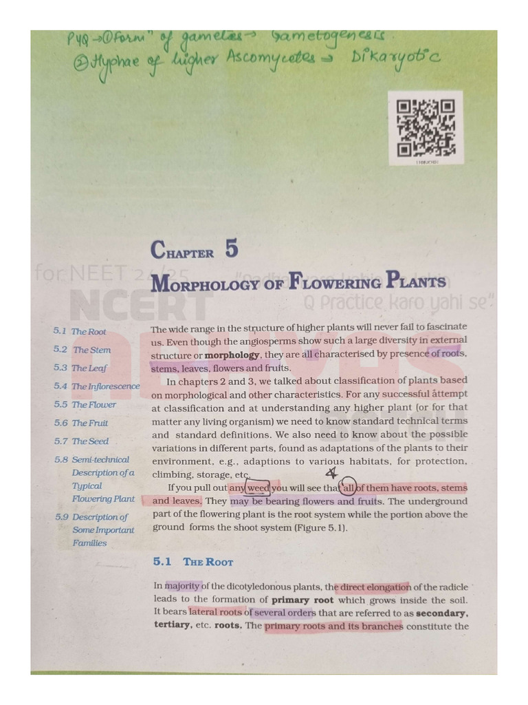 Morphology of Flowering Plants AR Marked | PDF