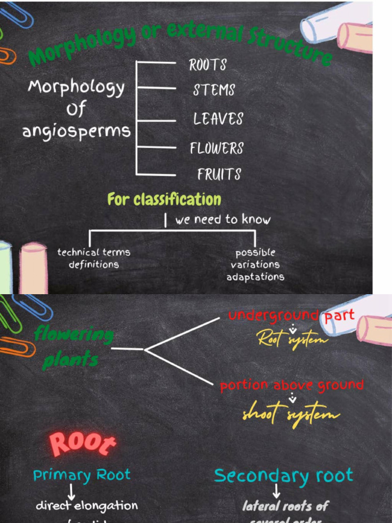 Morpho Notes Only | PDF