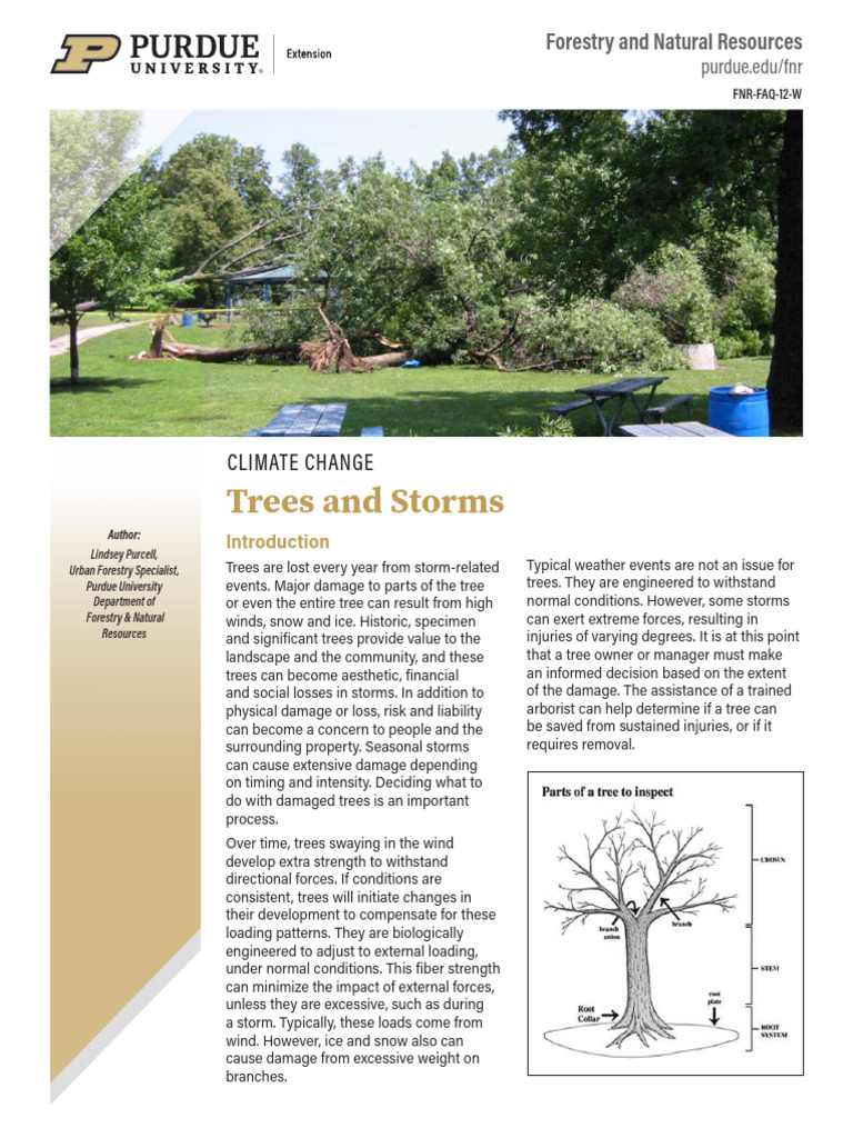 Trees and storms | PDF | Pruning | Trees