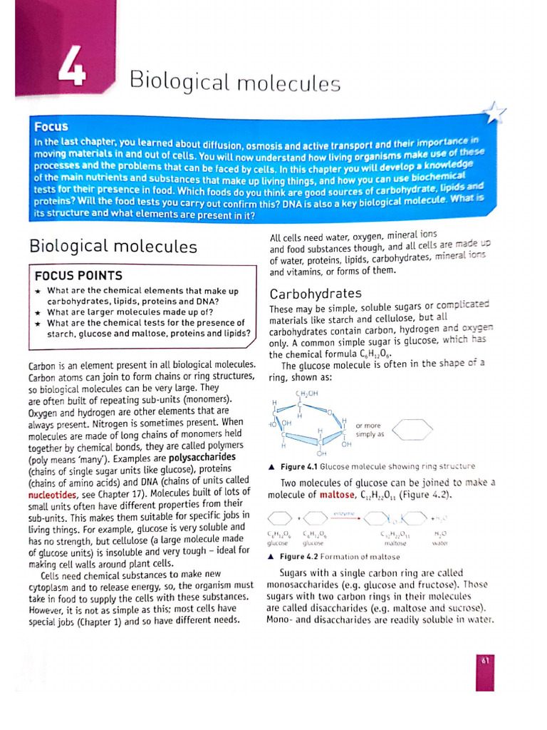 Biological Molecules | PDF