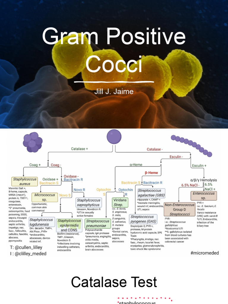 Gram Positive Cocci.pptx | PDF | Streptococcus | Staphylococcus Aureus