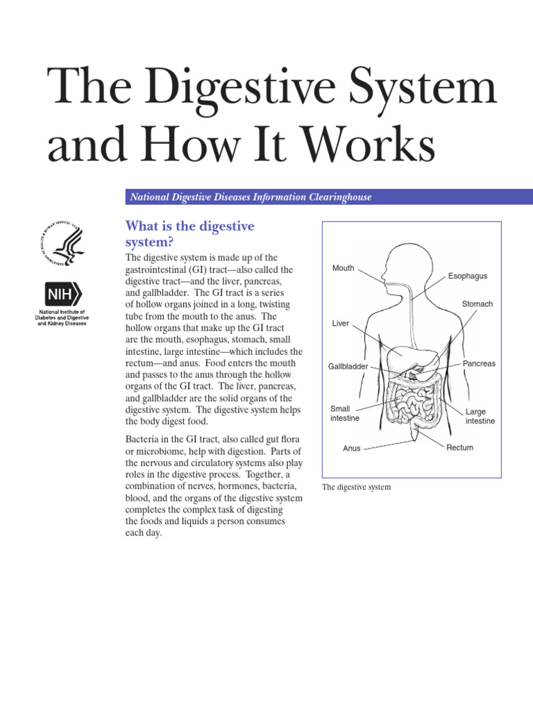 How Does Human Digestion Work? | PDF | Gastrointestinal Tract | Digestion