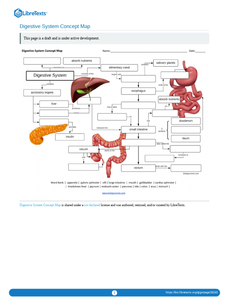 Homework 2_Digestive_System_Concept_Map | PDF