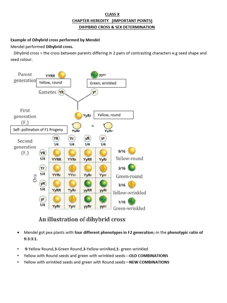 Heredity Dihybrid Cross Important Points 3 | PDF | Sex | Sexual ...