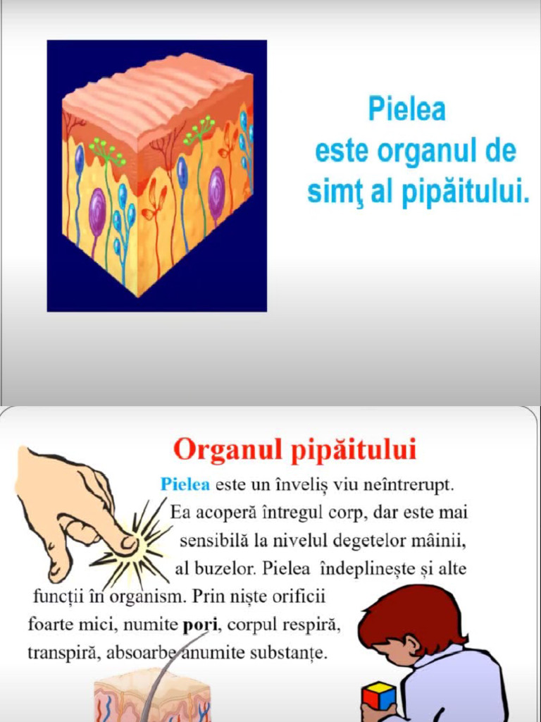 Pielea-Organul Tactil Al Omului,15.11.2024 | PDF