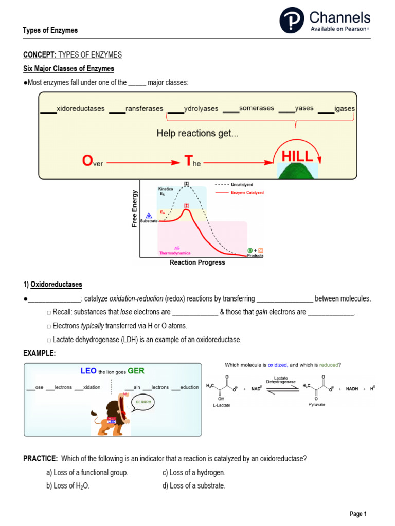 Types of Enzymes-Worksheet | PDF | Enzyme | Redox
