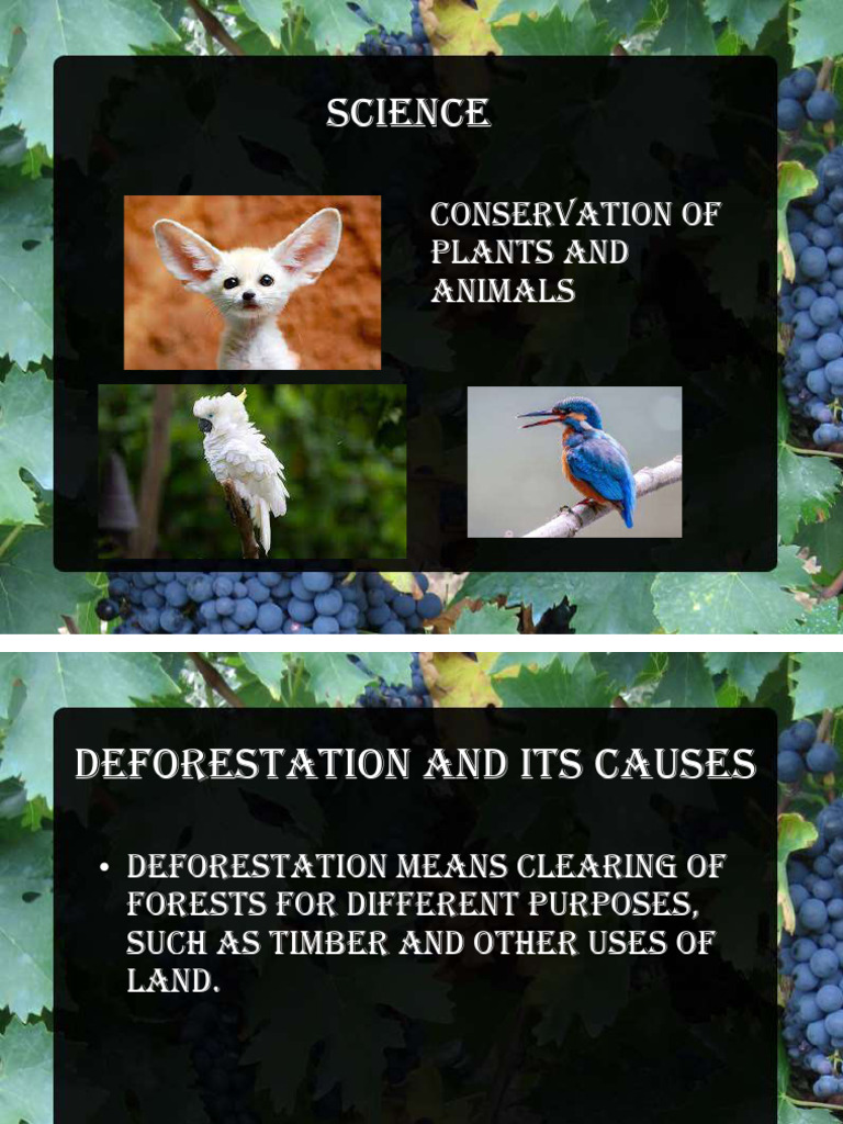 Conservation of Plants and Animals | PDF | Tiger | Endangered Species