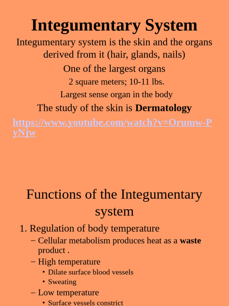 Copy of Ch 4 Integumentary System | PDF | Skin | Integumentary System