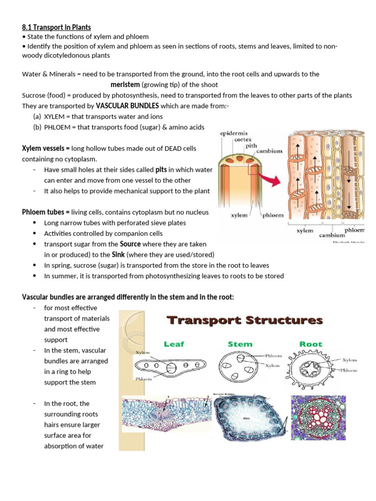 Plant Transport: Xylem and Phloem Functions | PDF | Stoma | Leaf