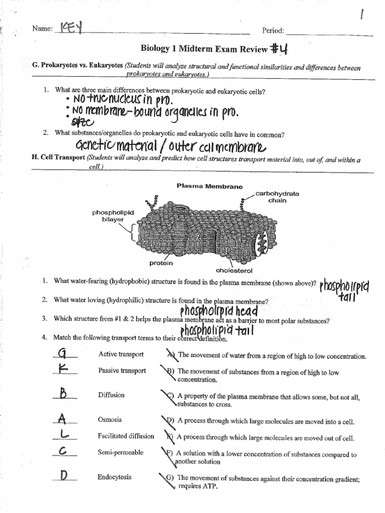 Biology Midterm Review Key | PDF