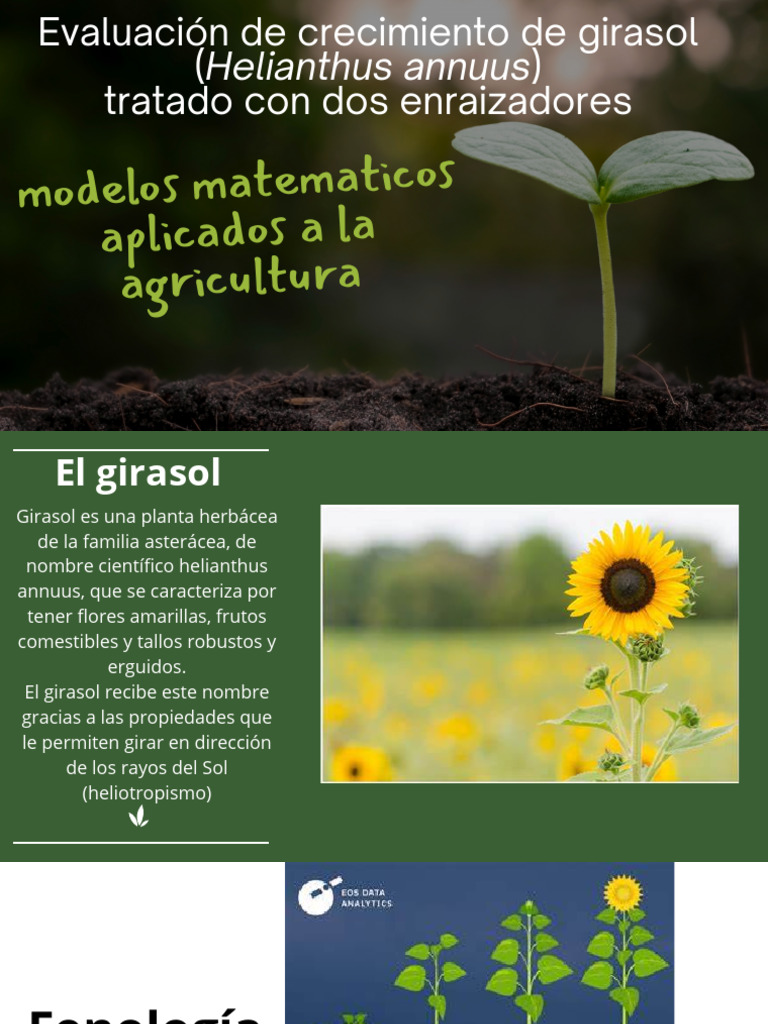respuesta de crecimiento del girasol tratado con dos enrraizadores (1) | PDF
