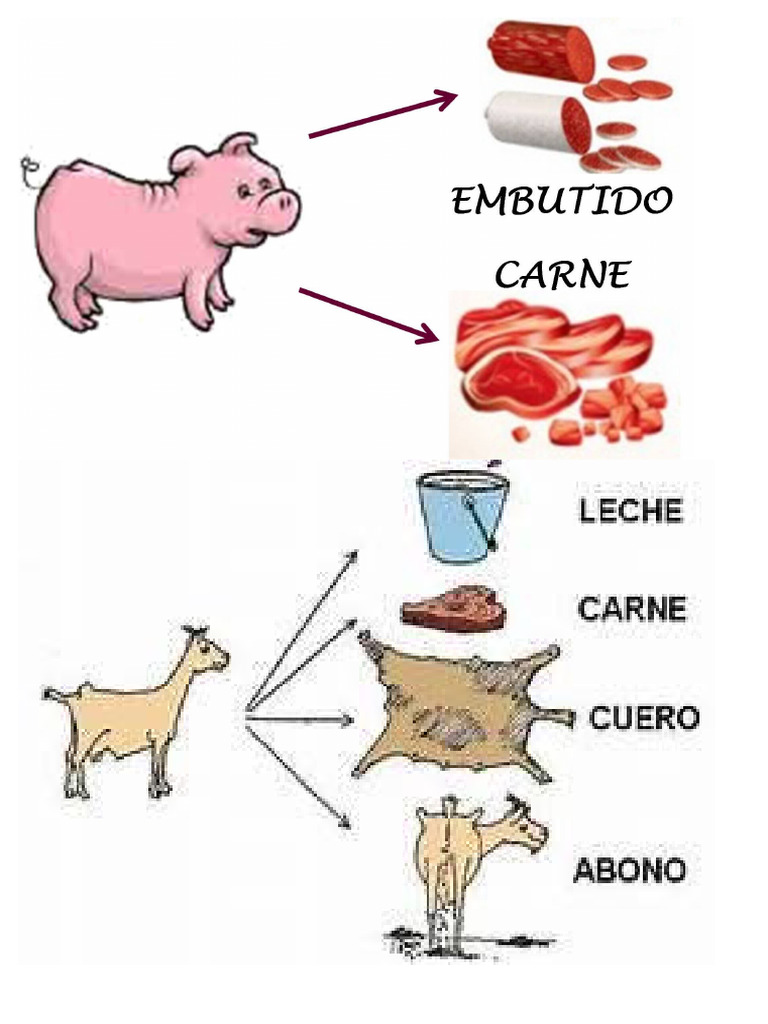 animla | PDF