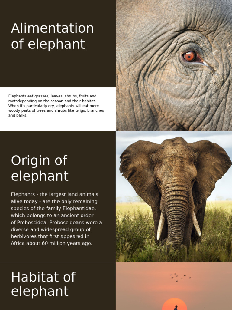 Elephant Diet, Origin, and Habitat | PDF