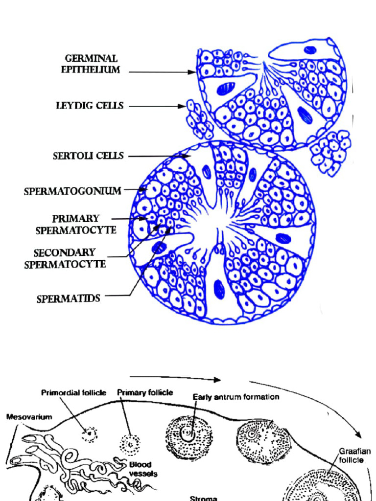 t.s.of Mammalian Testis, t.s.of Mammalian Ovary, Plant Adapted to Xeric ...