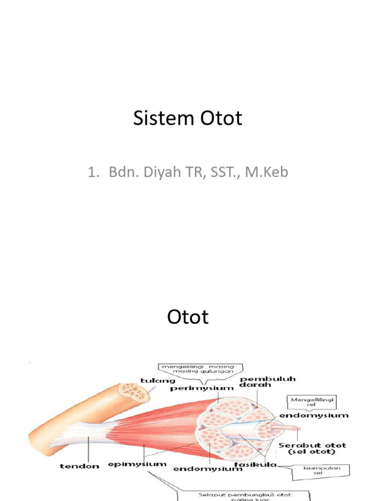 SISTEM OTOT | PDF