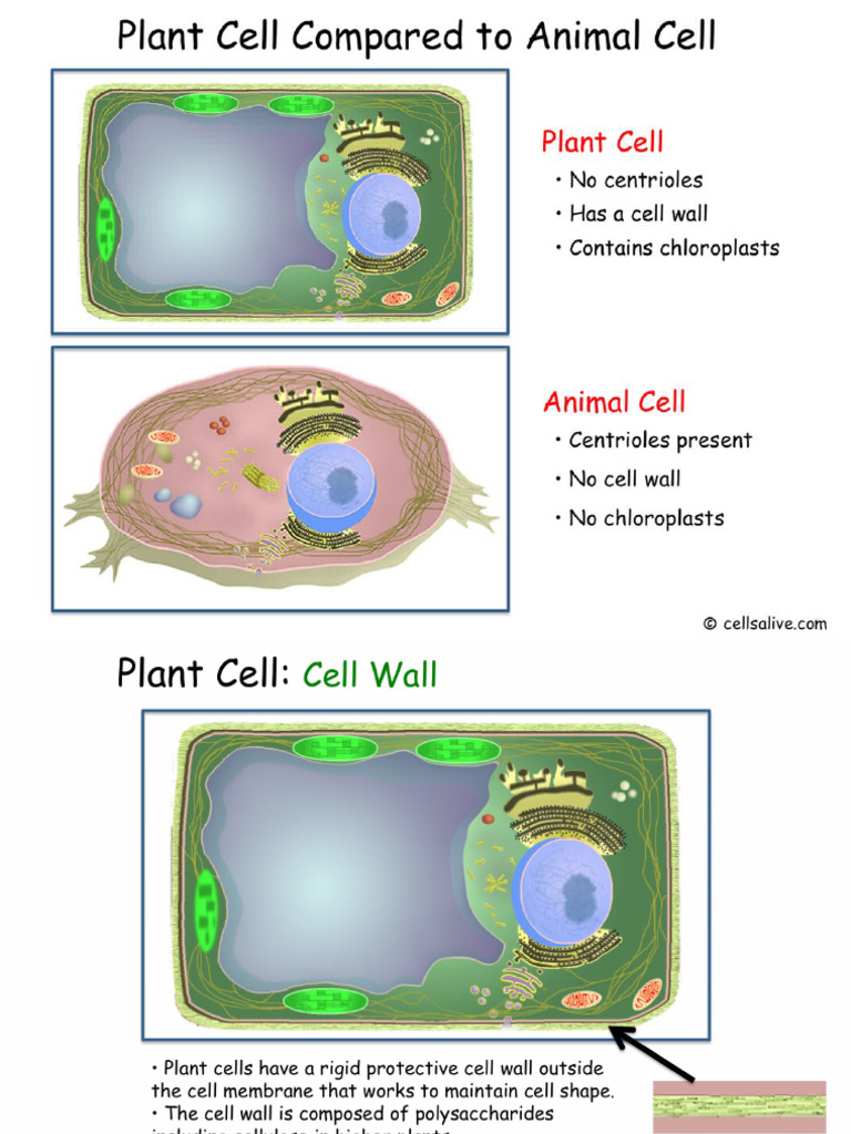 Plant Cell Model | PDF