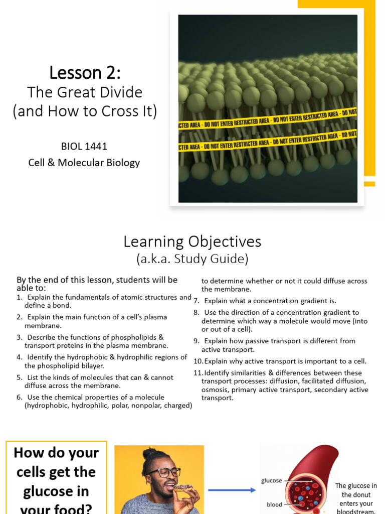 Lesson 2 - The Great Divide | PDF | Cell Membrane | Osmosis