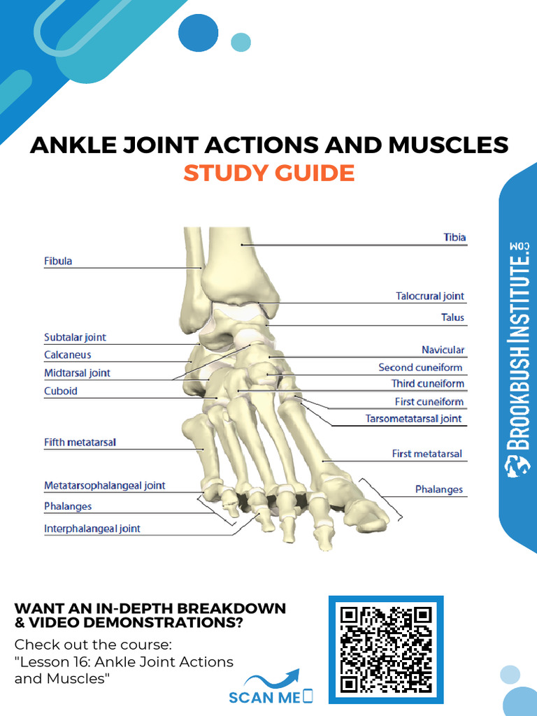 Ankle Joint Actions and Muscles Study Guide v2 PDF | PDF | Ankle | Foot