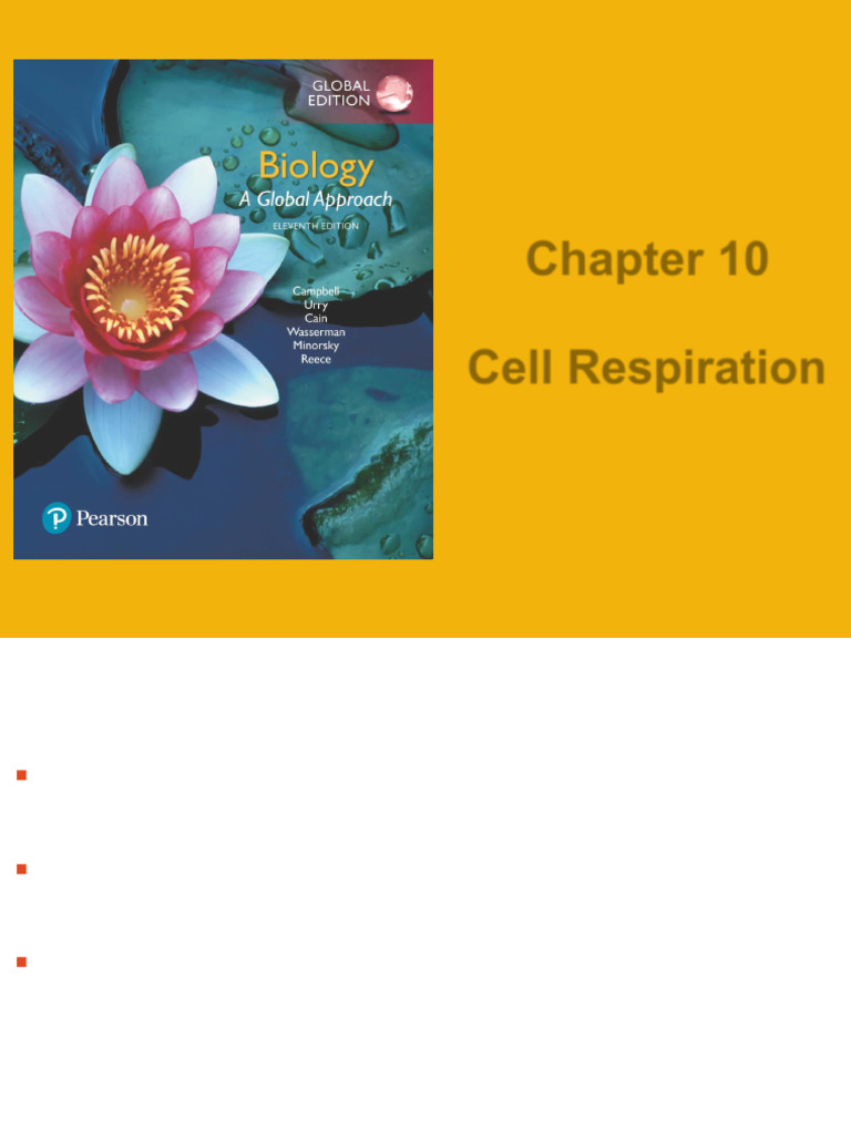 Chapter 10 Cell Respiration (1) | PDF | Cellular Respiration | Glycolysis