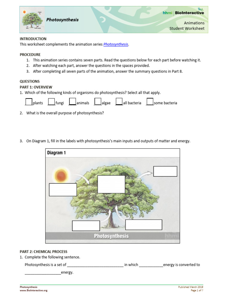 Photosynthesis Worksheet With Answers | PDF | Photosynthesis | Chloroplast