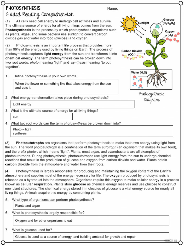 Photosynthesis Reading Comprehension Activity | PDF