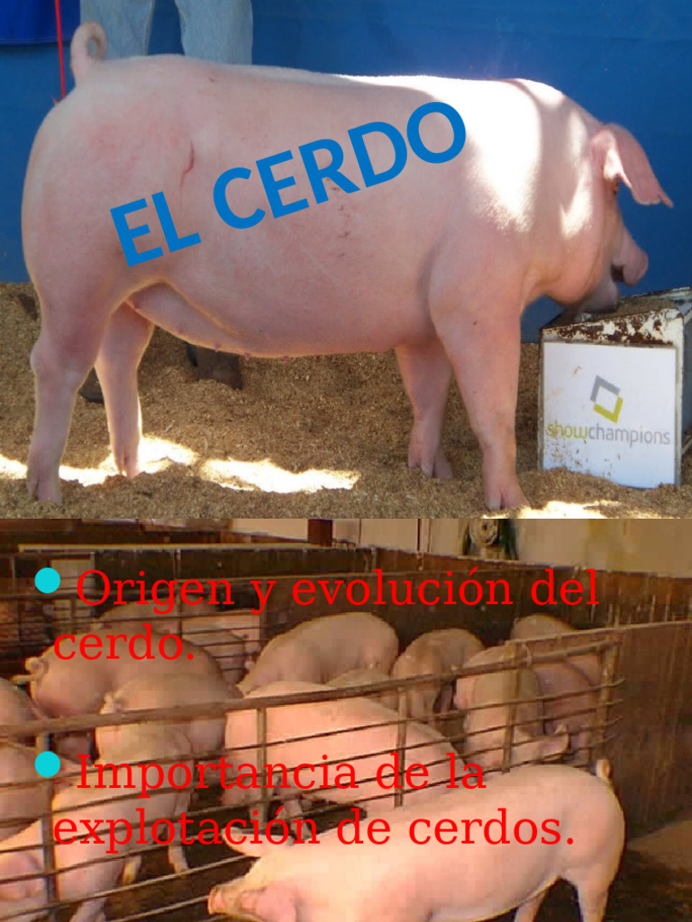 Act. 4 Razas y Tipos de Cerdos | PDF | Cerdo | Carne