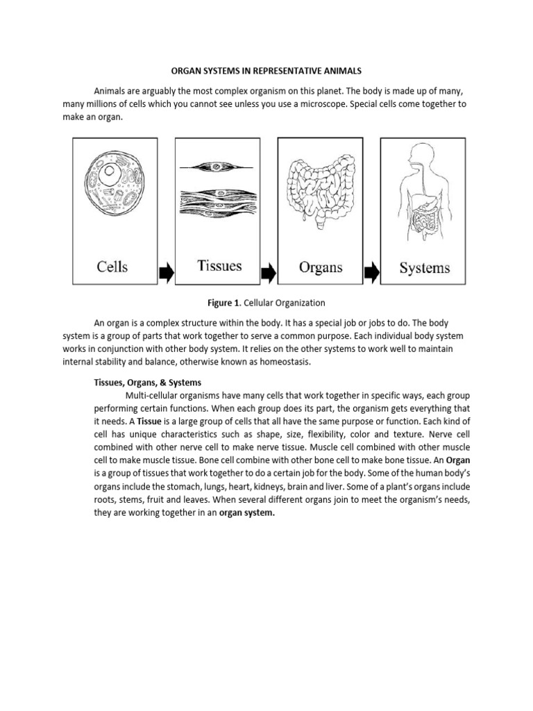 Animal Organ Systems Overview | PDF | Human Body | Respiratory System