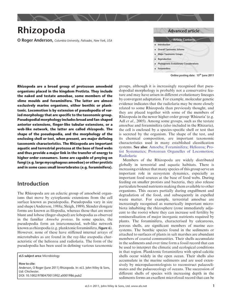Overview of Rhizopoda Characteristics | PDF | Protozoa