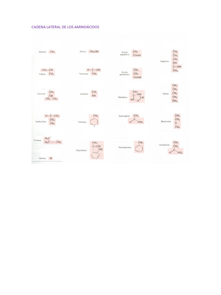 Cadena Lateral Aminoácidos | PDF