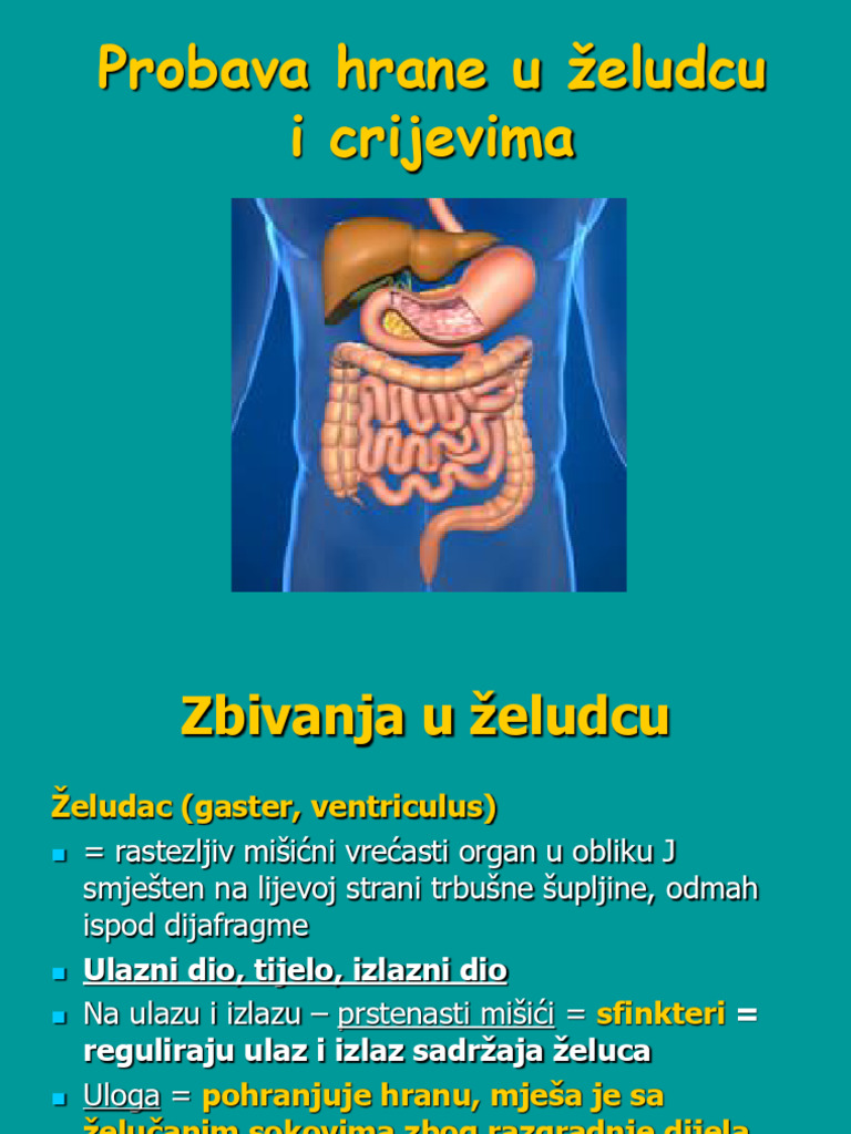 Probava Hrane U Želucu I Crijevima | PDF