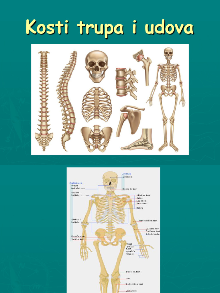 8. Kosti Trupa i Udova | PDF