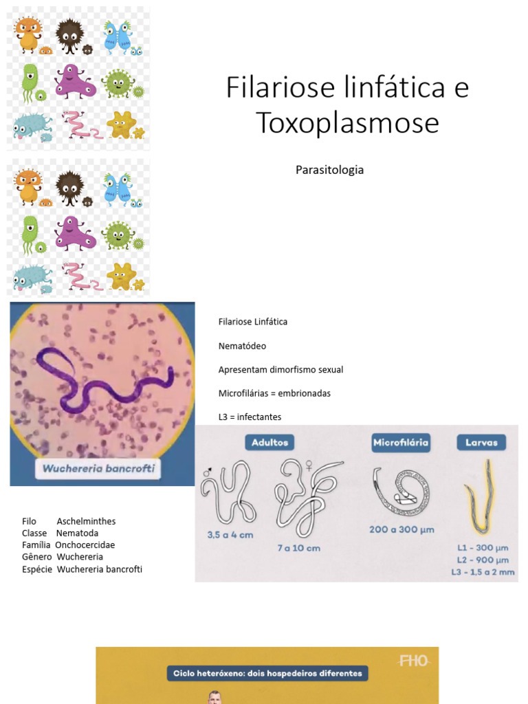 Filariose Linfática e Toxoplasmose: Parasitologia | PDF | Medicina ...