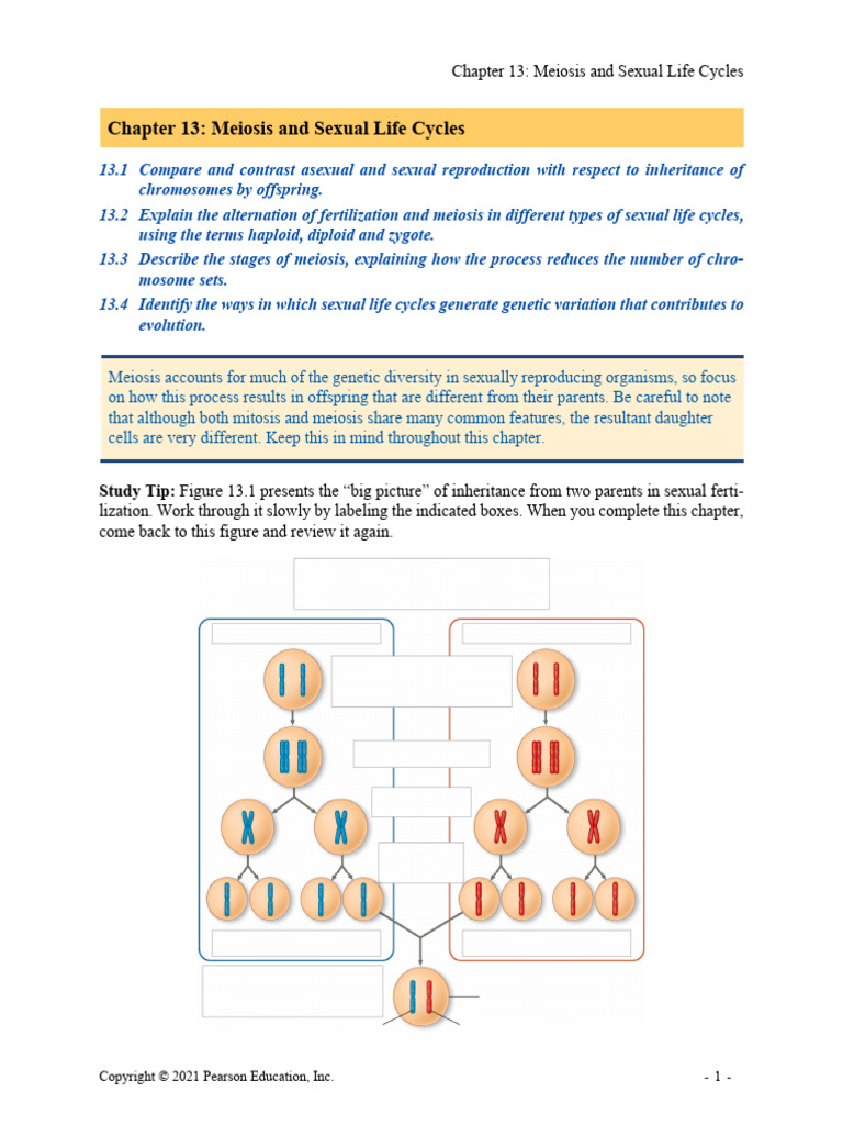 ARG Ch 13 - Meiosis and Sexual Life Cycles | PDF | Meiosis | Ploidy