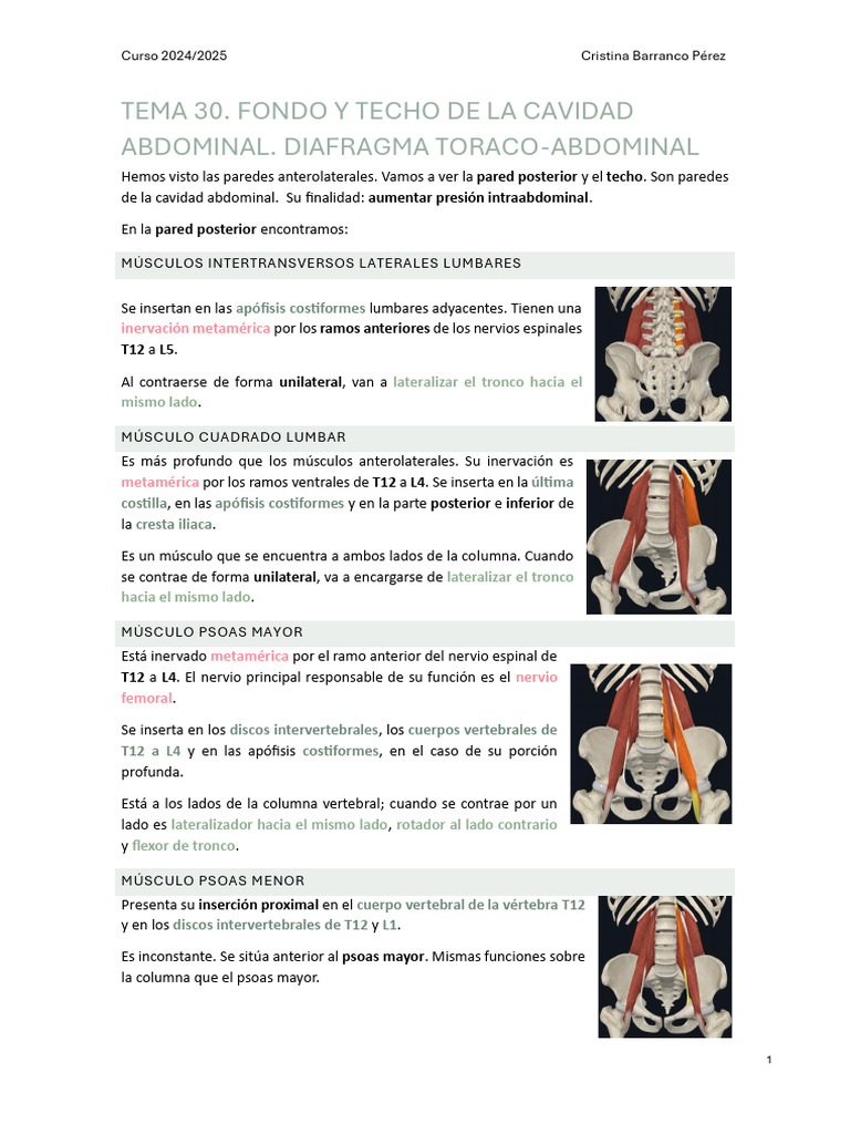 Tema 30. Fondo y Techo de La Cavidad Abdominal. Diafragma Toraco-Abdominal | PDF | Abdomen ...