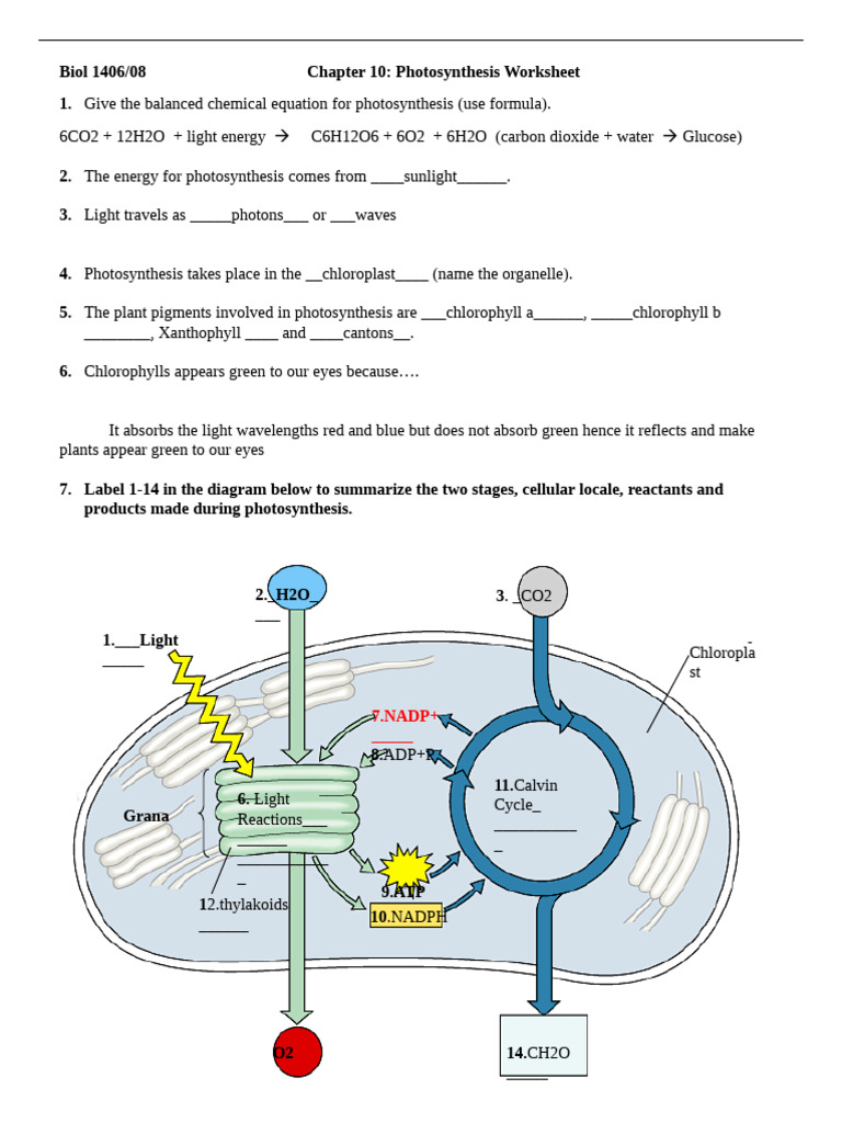 CH 10 Photosynthesis Worksheet | PDF | Photosynthesis | Photochemistry