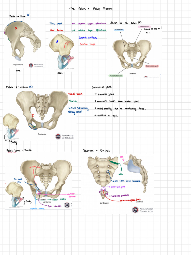1. the Pelvis - Pelvic Viscera | PDF | Pelvis | Genitourinary System