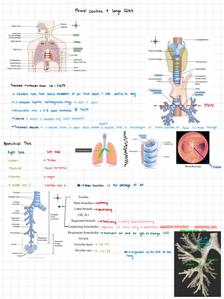 3. Pleural Cavities and Lungs S2W4 | PDF | Lung | Thorax (Human Anatomy)