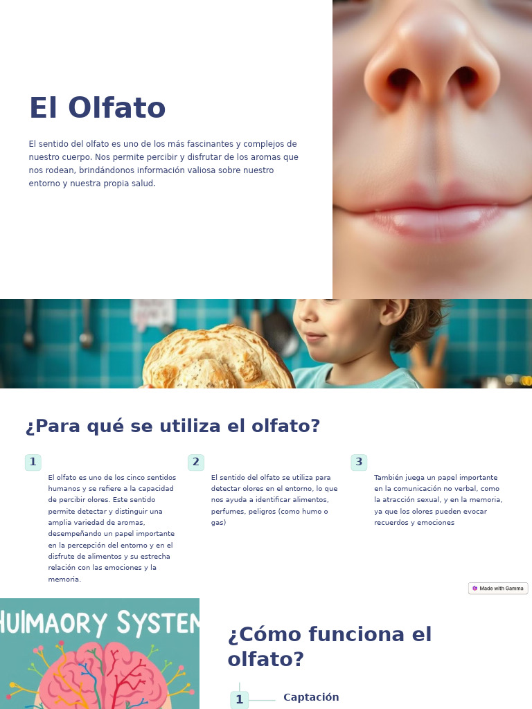 El Fascinante Mundo del Olfato | PDF | Neurociencia | Cerebro
