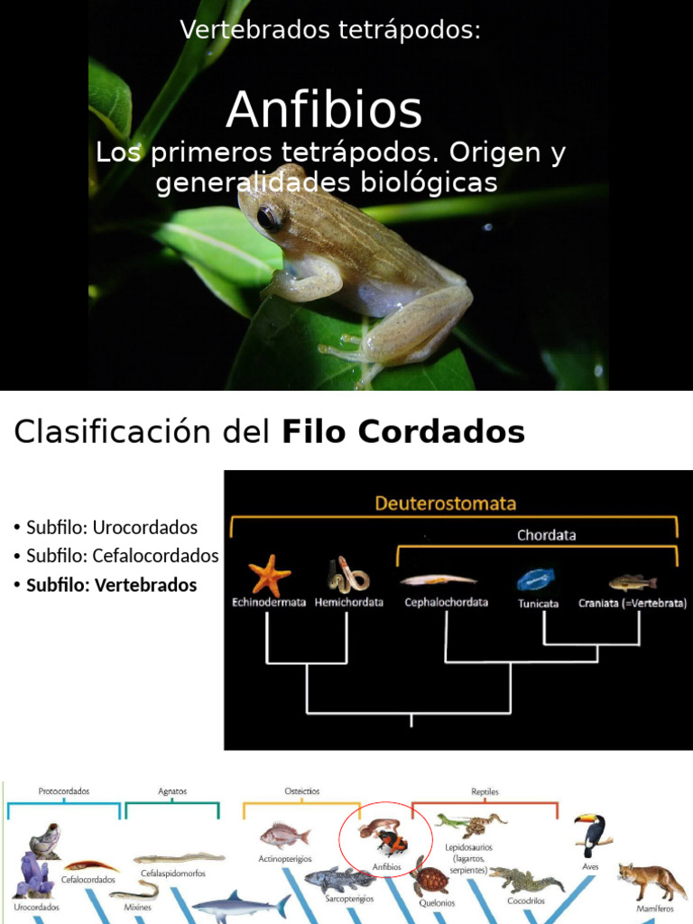 CLASES 26,27 ANFIBIOS | PDF | Anfibio | Vertebrados