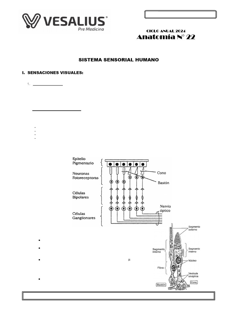 ANAT. (22) SISTEMA SENSORIAL II OK 209 - 216 | PDF | Ojo humano | Percepción visual