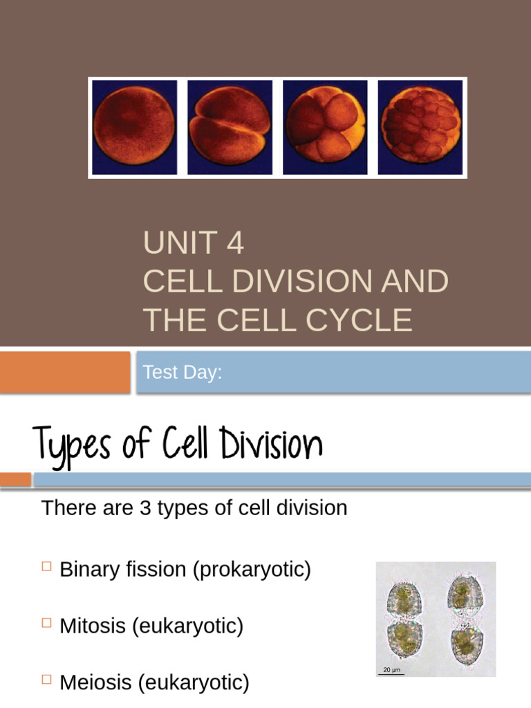 Unit 4 Topic 1 Cell Cycle | PDF | Mitosis | Cell Growth