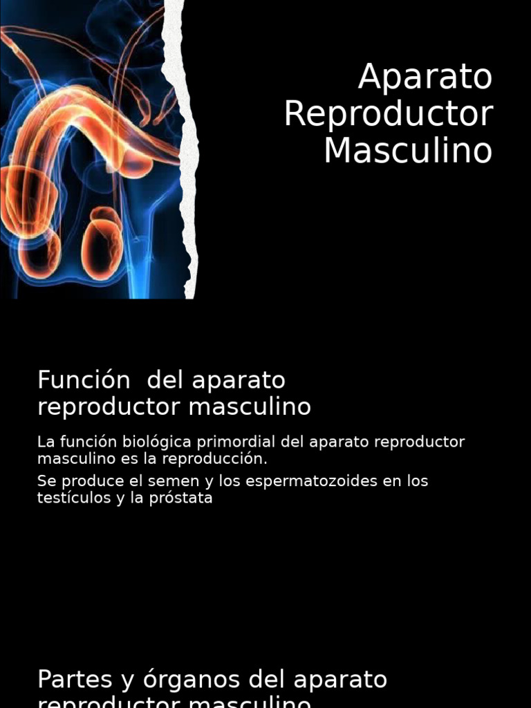 Guía del Sistema Reproductor Masculino | PDF