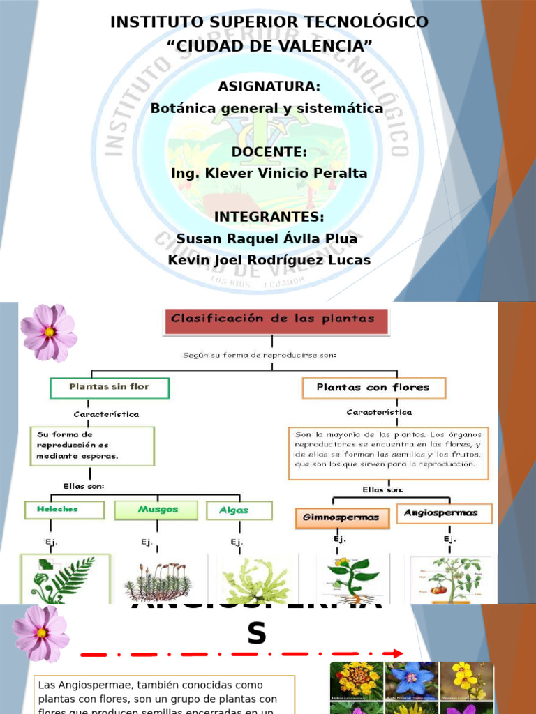 LAS PLANTAS ANGIOSPERMAS | PDF | Flores | Plantas