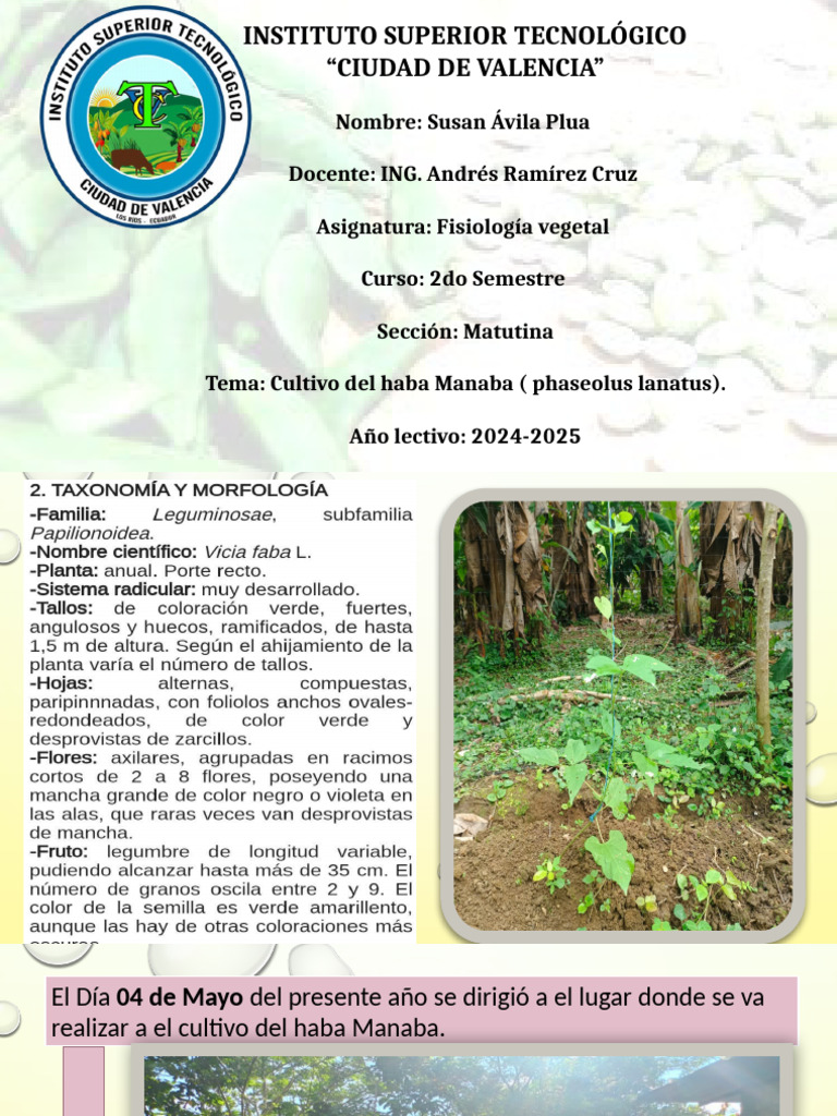 Cultivo del Haba Manaba: Proceso y Cuidado | PDF