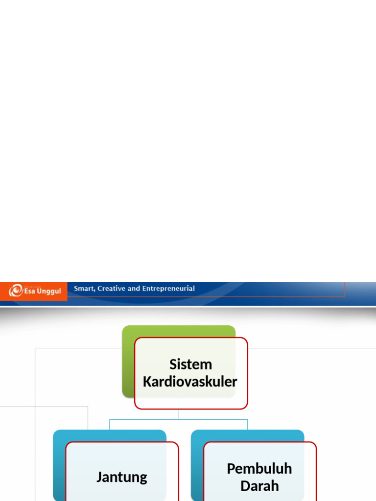 anatomi kardiovaskuler | PDF