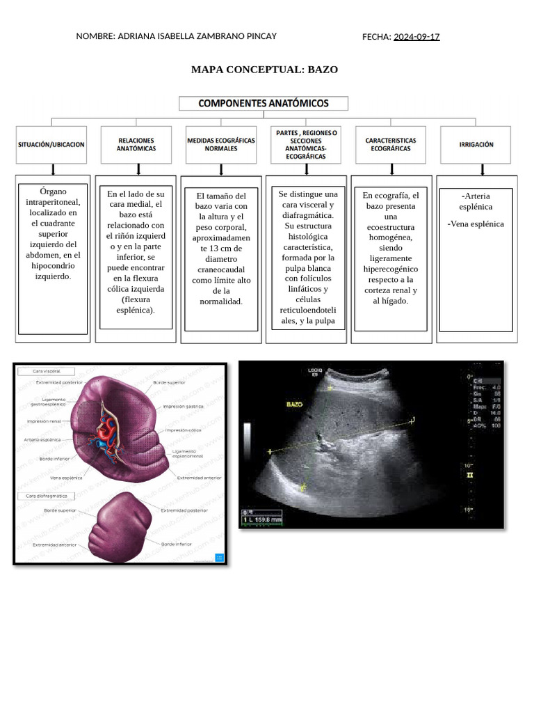 Anatomía y función del bazo humano | PDF