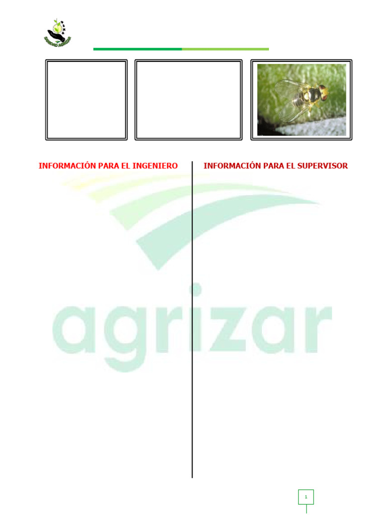 ID Liriomyza Spp. | PDF | Crisálida | Hoja