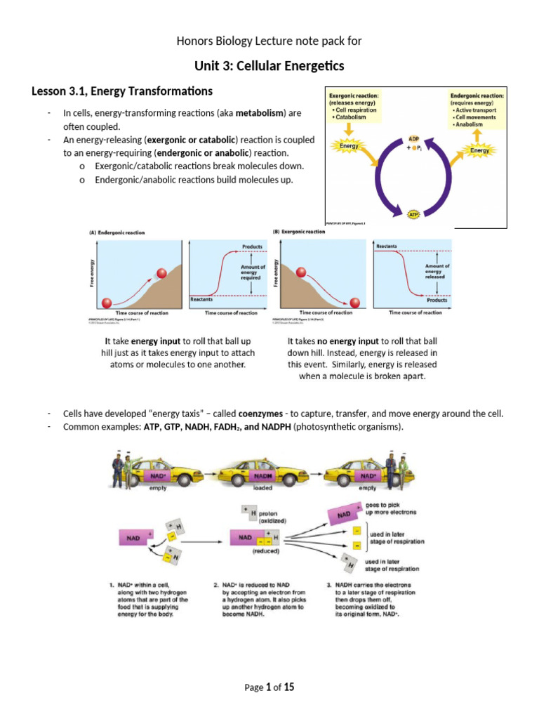 Honors Biology: Cellular Energetics | PDF | Cellular Respiration | Enzyme
