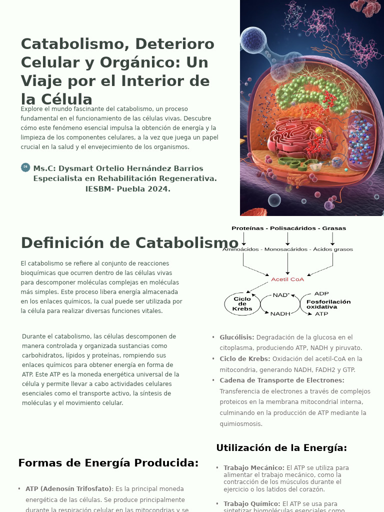 Catabolismo Deterioro Celular y Organico Un Viaje Por El Interior de La ...