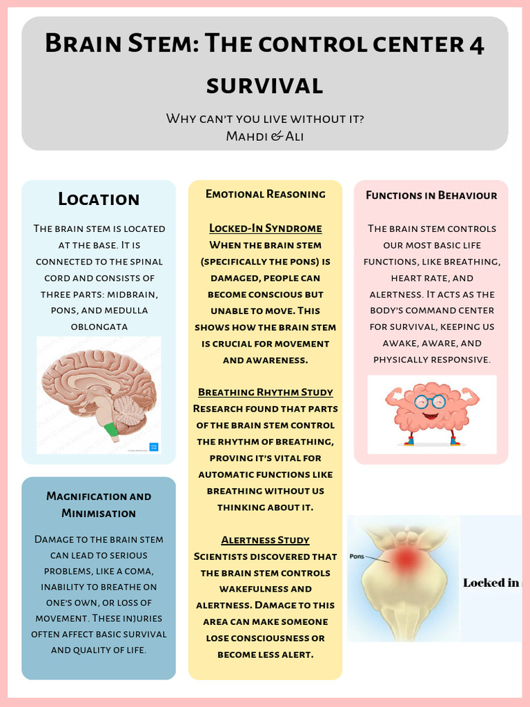 Brain Stem (1) | PDF